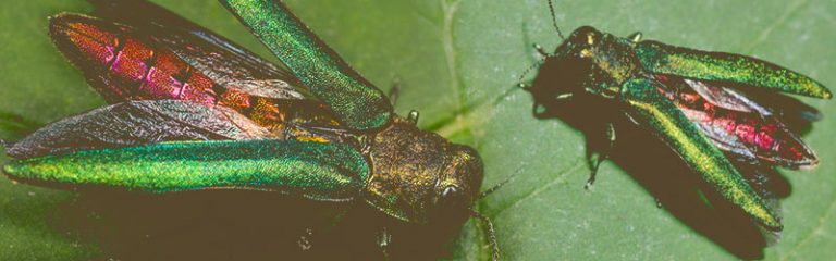 The Economic Impact of Fighting the Emerald Ash Borer