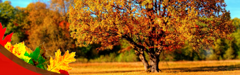 Ash Guelph Trees Becoming Extinct due to Emerald Ash Borer
