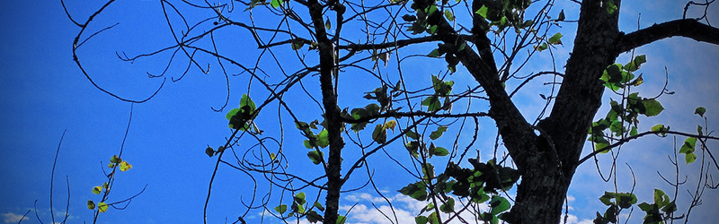 Why isn’t Your Tree Growing Leaves in Spring?