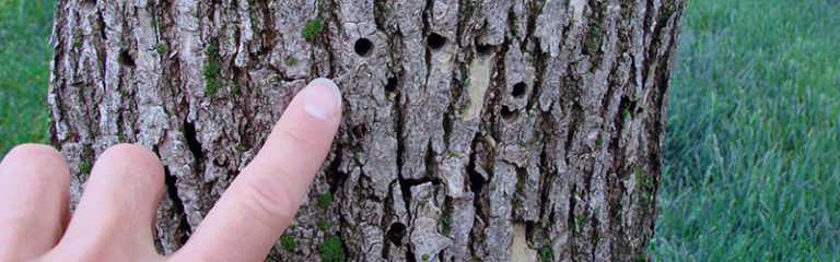 Signs of an Emerald Ash Borer Infestation