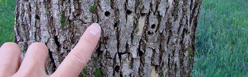 Signs of an Emerald Ash Borer Infestation