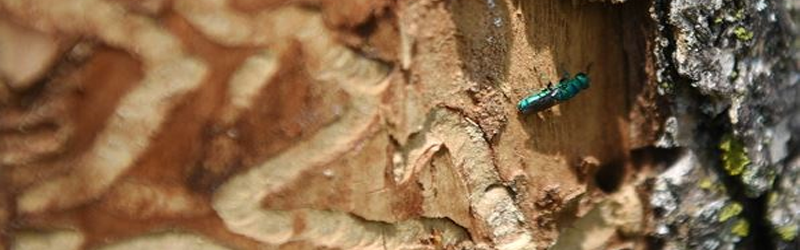 How Do Emerald Ash Borers Kill Ash Trees?
