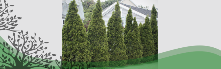 Why Evergreen Trees Keep Their Green Colour All Year Round