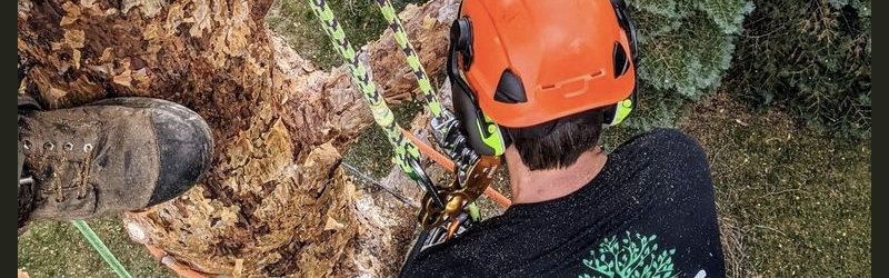 5 Reasons Why Cutting Down Trees Is a Good Thing