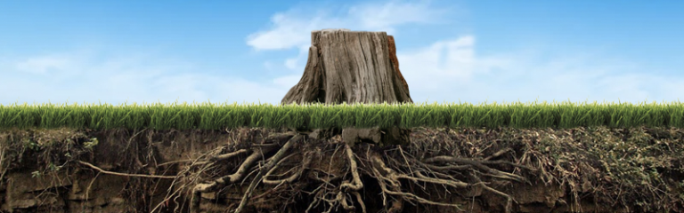 Why Stump Grinding is an Important Part of Tree Removal?