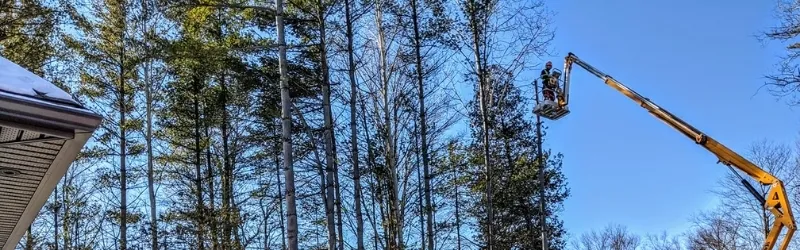 Tree service Waterloo experts should be hired for larger jobs