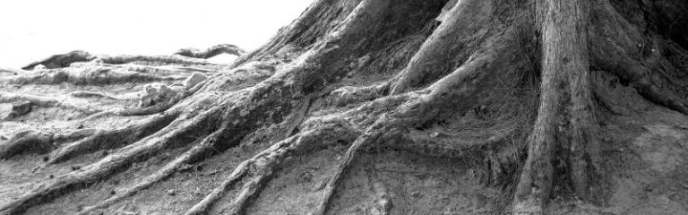 Can Roots Strangle Trees? - MARTIN'S TREE SERVICE INC.