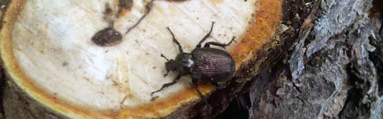 Signs of Tree Boring Insects - MARTIN'S TREE SERVICE INC.