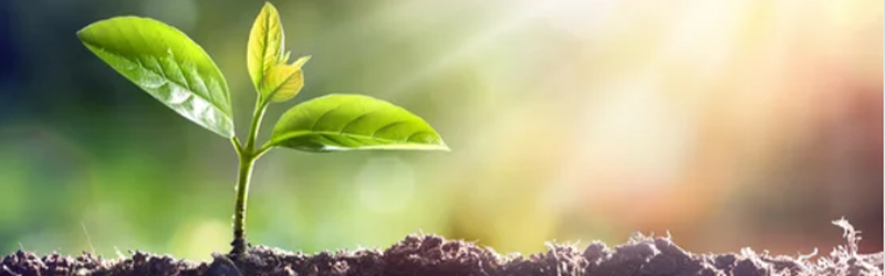 Contact our tree services Waterloo experts for planting tips