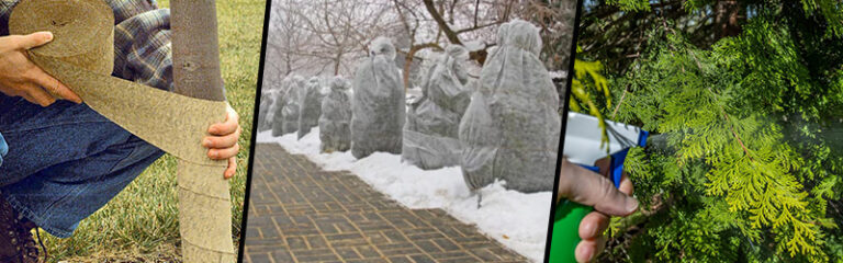 Start preparing your trees for winter in the fall.