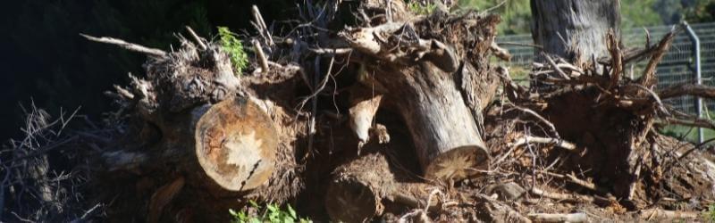 5 Tips For Levelling Ground After Tree Removal 5 Tips For Levelling Ground After Tree Removal