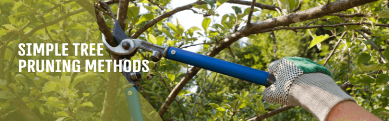 Tree pruning basics. | Martin's Tree Service