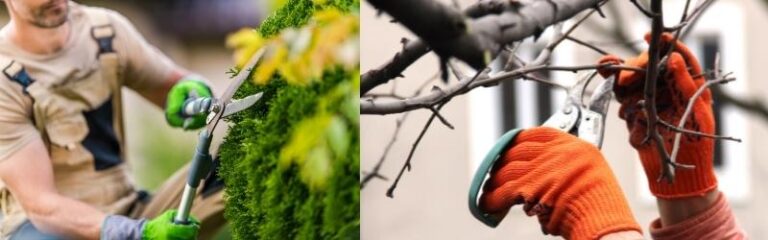 What’s the difference between tree trimming and pruning?