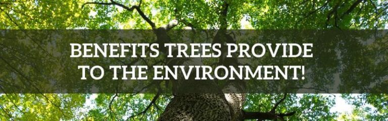 The benefits trees provide to the environment!