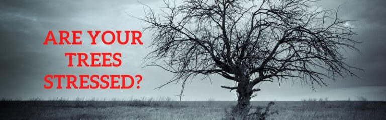 Why your trees are stressed - MARTIN'S TREE SERVICE INC.