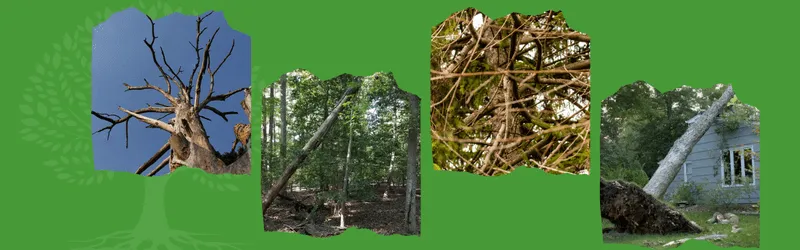 3 ways trees can damage homes.