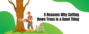 5 Reasons Why Cutting Down Trees Is a Good Thing