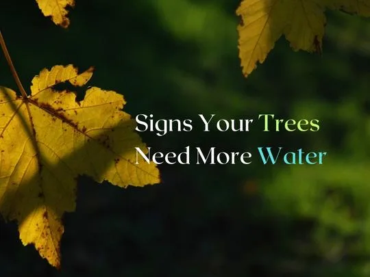 Waterloo Arborist: 3 Signs Your Trees Need More Water