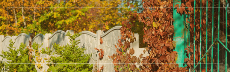 How our tree-cutting service can help with overgrown trees.