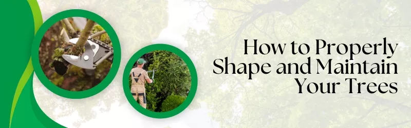 Ultimate Guide to Pruning: Properly Shape and Maintain Trees